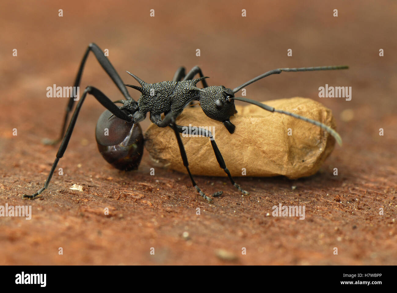 Spiny Ant (Polyrhachis sp) with cocoon, Danum Valley Conservation Area ...