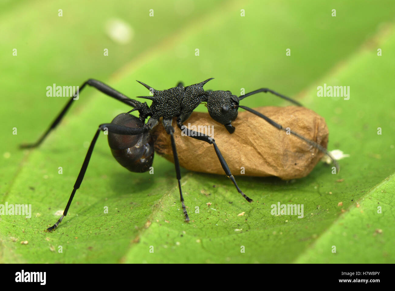 Spiny Ant (Polyrhachis sp) with cocoon, Danum Valley Conservation Area ...