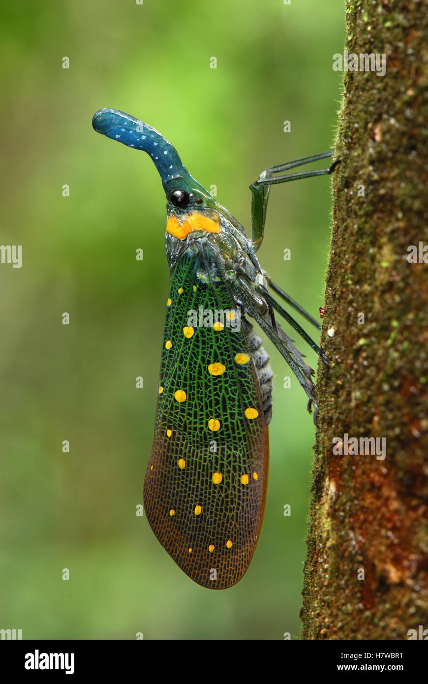 Fulgorid Planthopper (Fulgoridae), Danum Valley Conservation Area ...