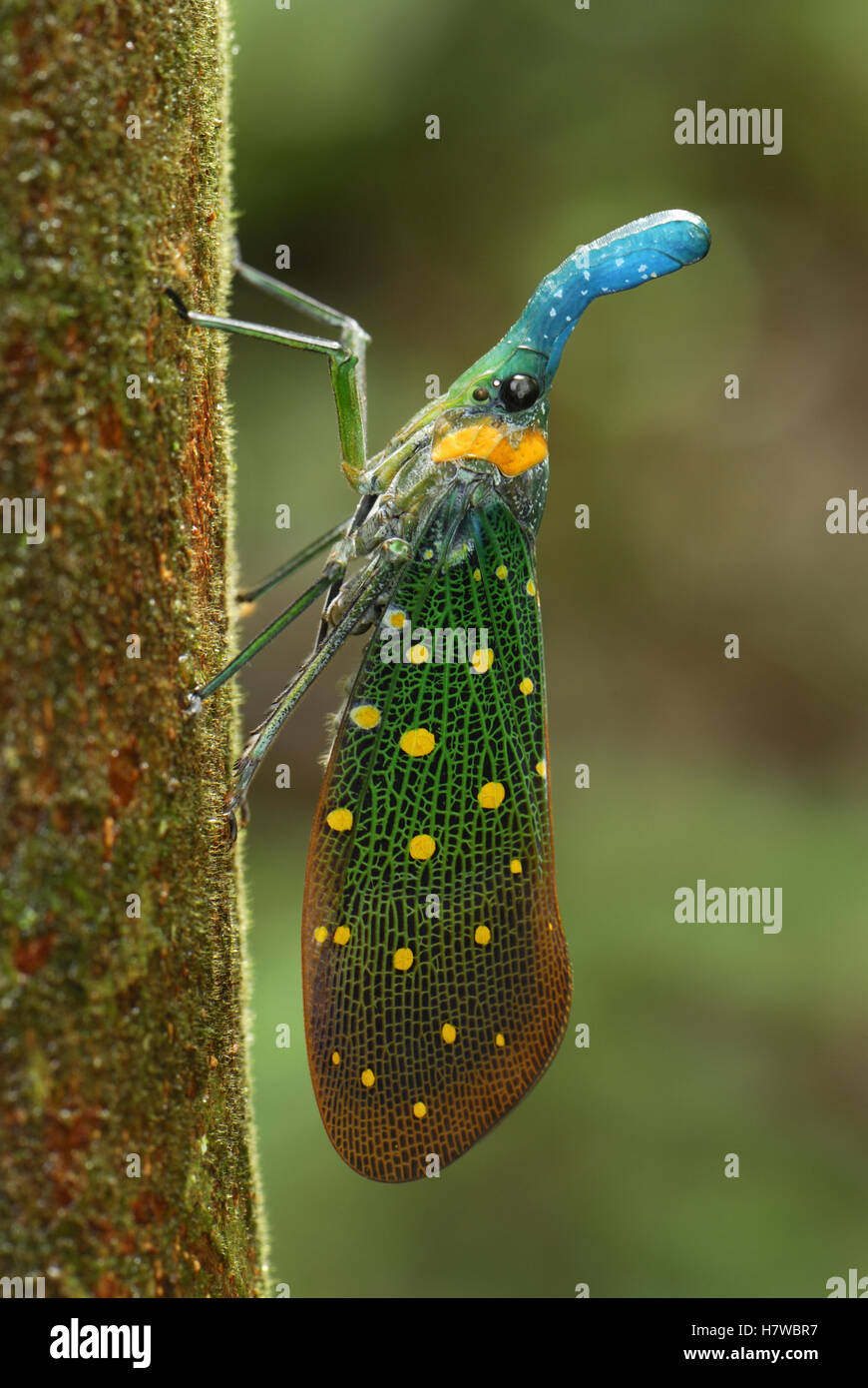 Fulgorid Planthopper (Fulgoridae), Danum Valley Conservation Area ...