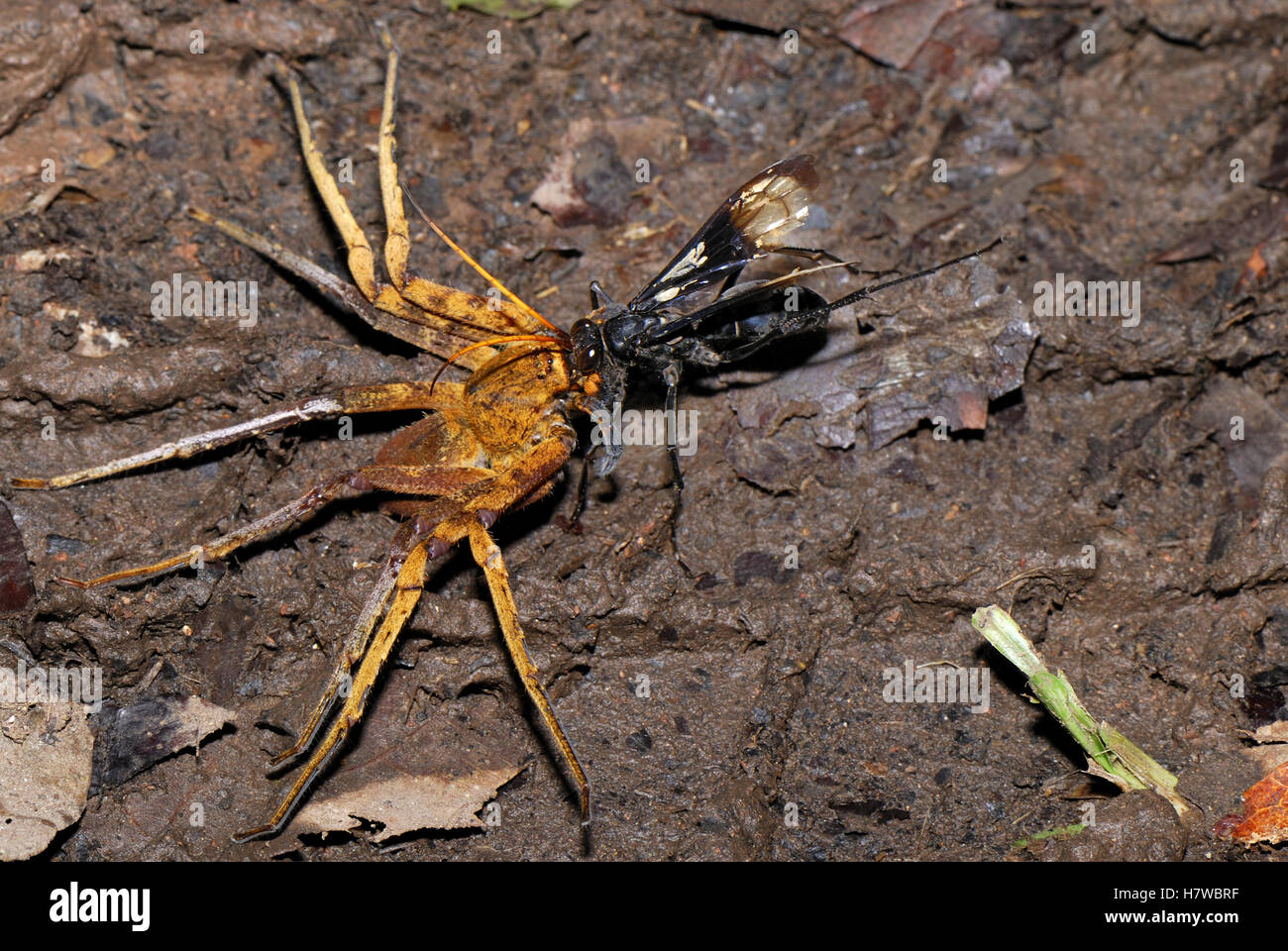 Wasp with its spider prey, Danum Valley Conservation Area, Borneo ...