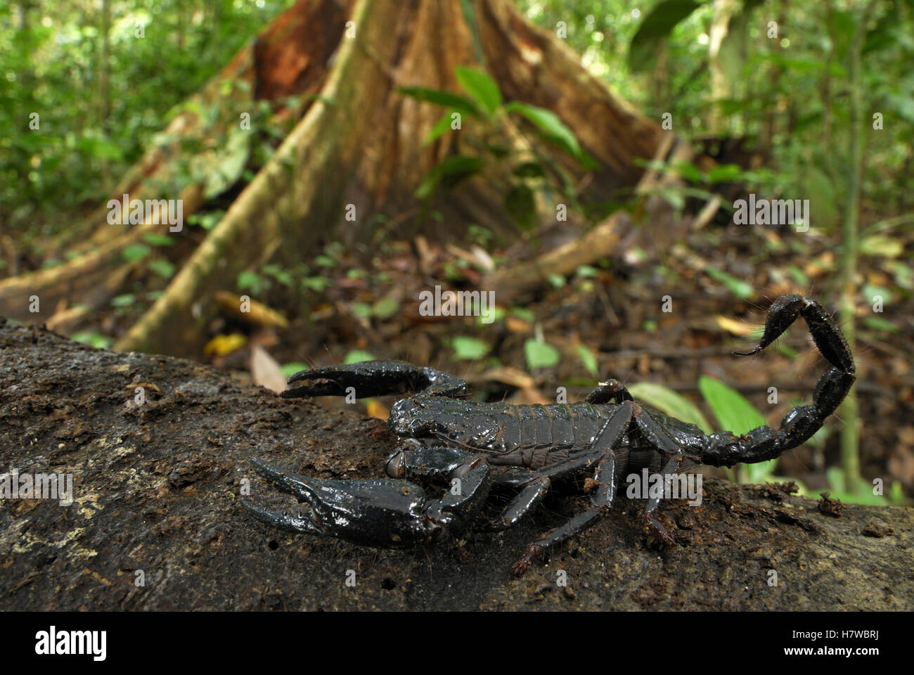 Asian Forest Scorpion (Heterometrus longimanus) in rainforest interior ...