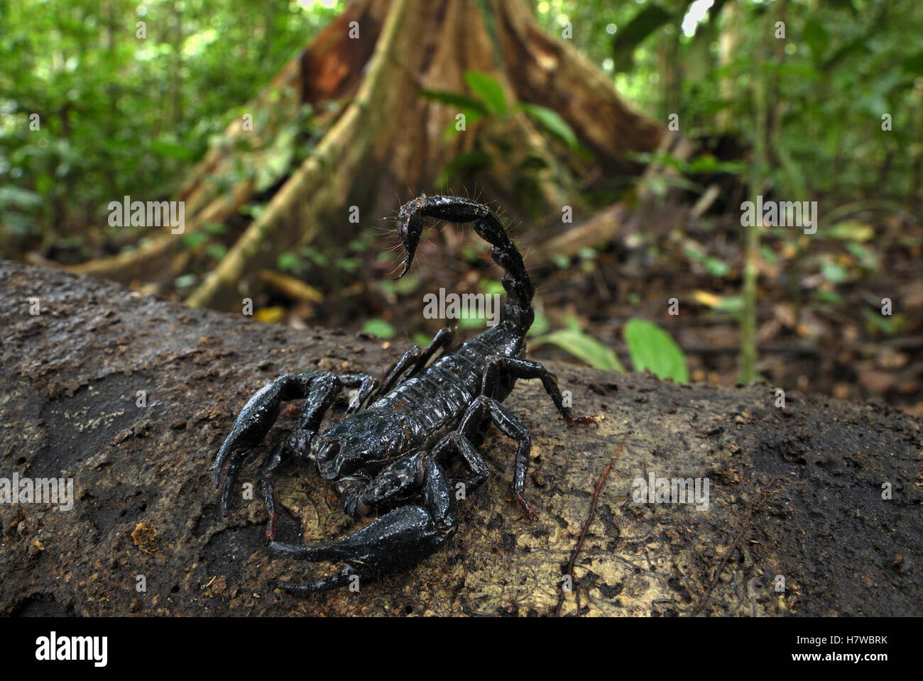Asian Forest Scorpion (Heterometrus longimanus) in rainforest interior ...