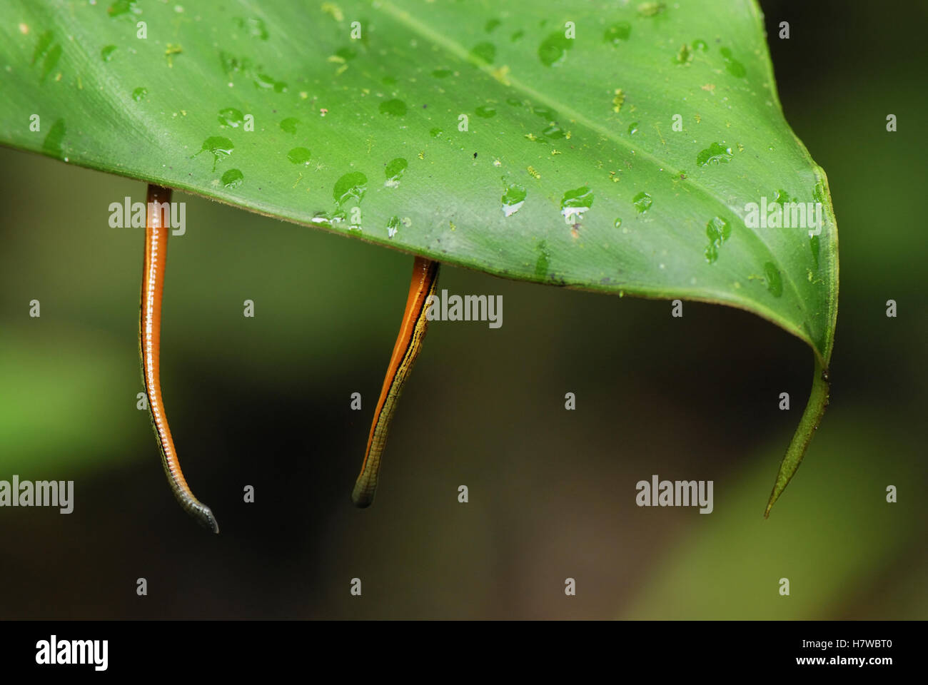 Tiger Leech (Haemadipsa picta) pair attached to underside of leaf ...