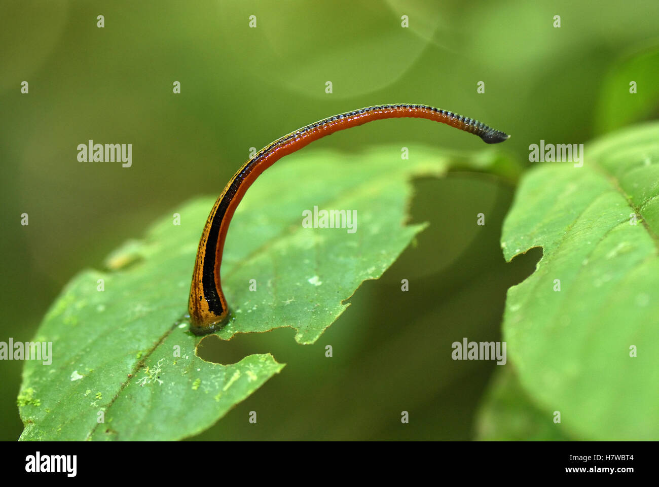 Tiger Leech (Haemadipsa picta) attached to leaf, awaiting passing host ...