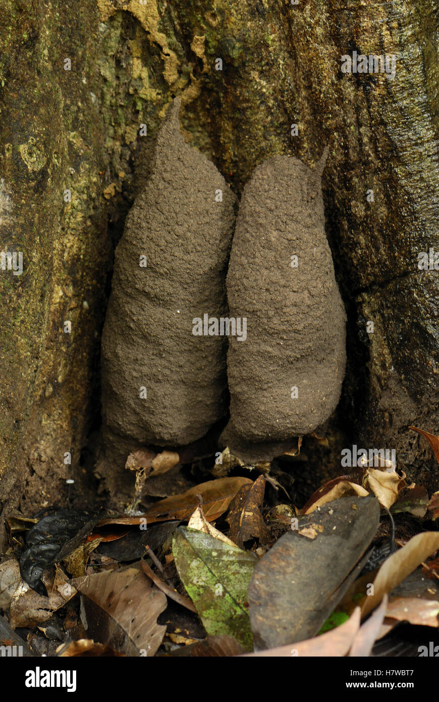 Termite (Dicuspiditermes sp) mounds at base of tree, Danum Valley ...