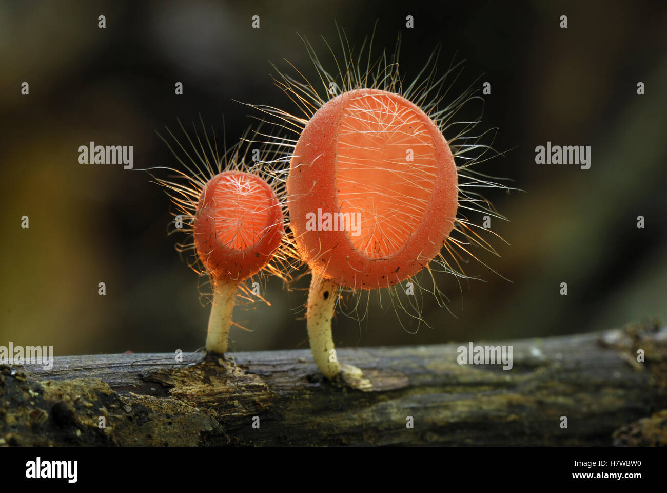 Cup Fungus (Cookeina sp), Danum Valley Conservation Area, Borneo ...