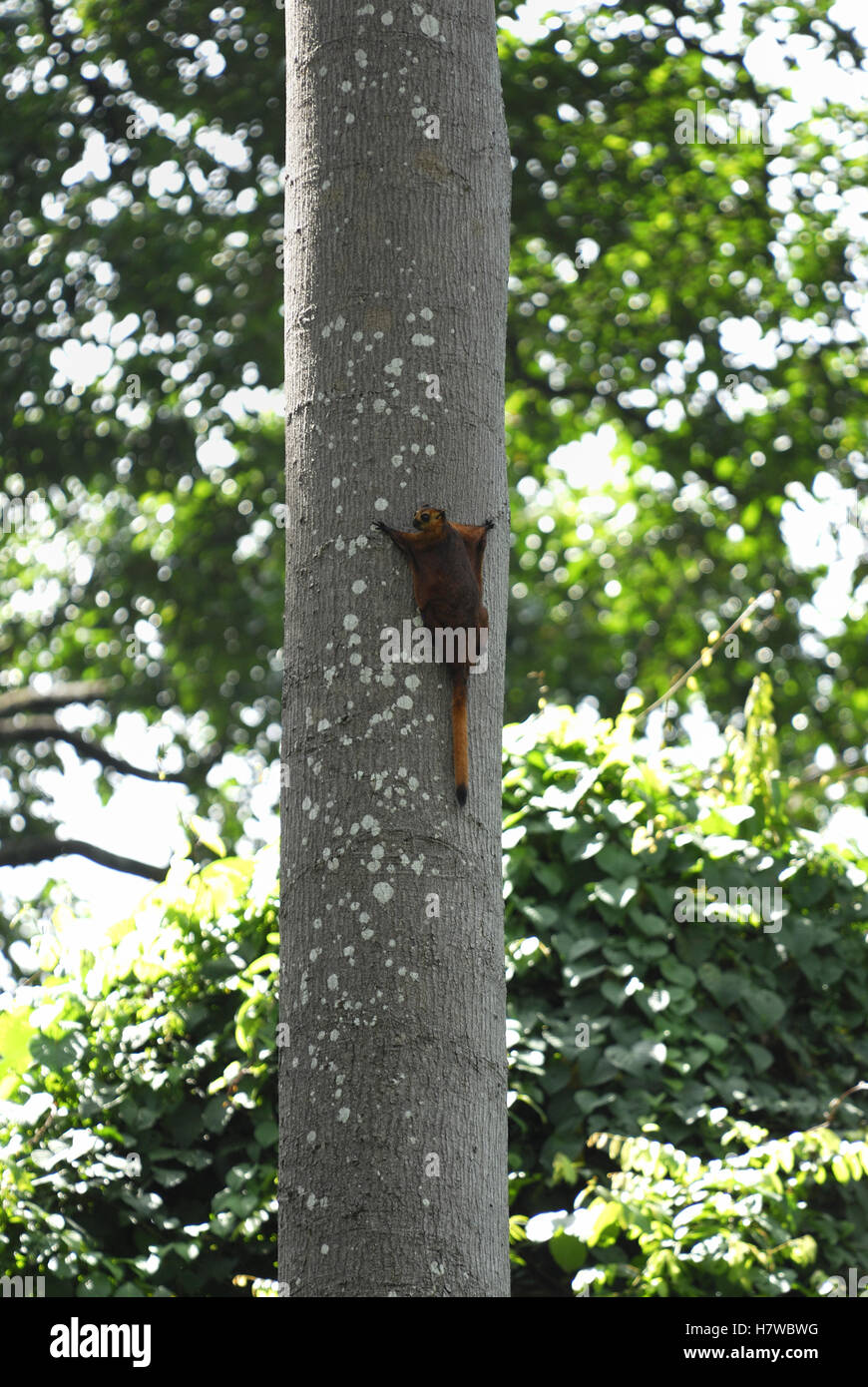 Red Giant Flying Squirrel (Petaurista petaurista) on tree trunk, Sabah ...