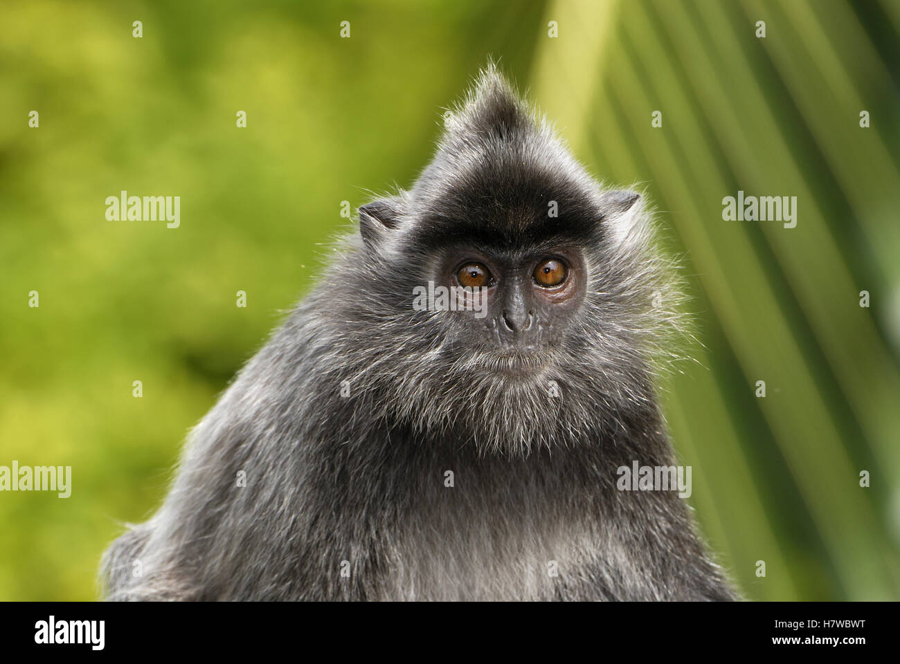 Silvered Leaf Monkey (Trachypithecus cristatus) portrait, Sabah, Borneo ...