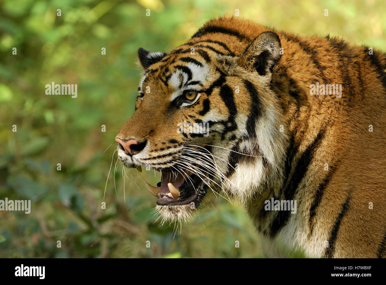 Tiger (Panthera tigris) portrait, Thailand Stock Photo - Alamy
