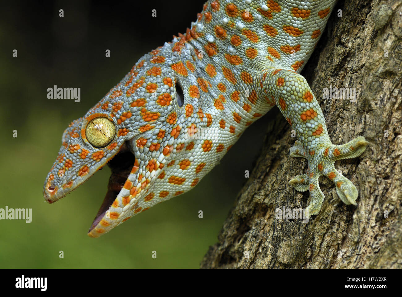 Tokay Gecko (Gekko gecko), in defensive posture, Thailand Stock Photo ...