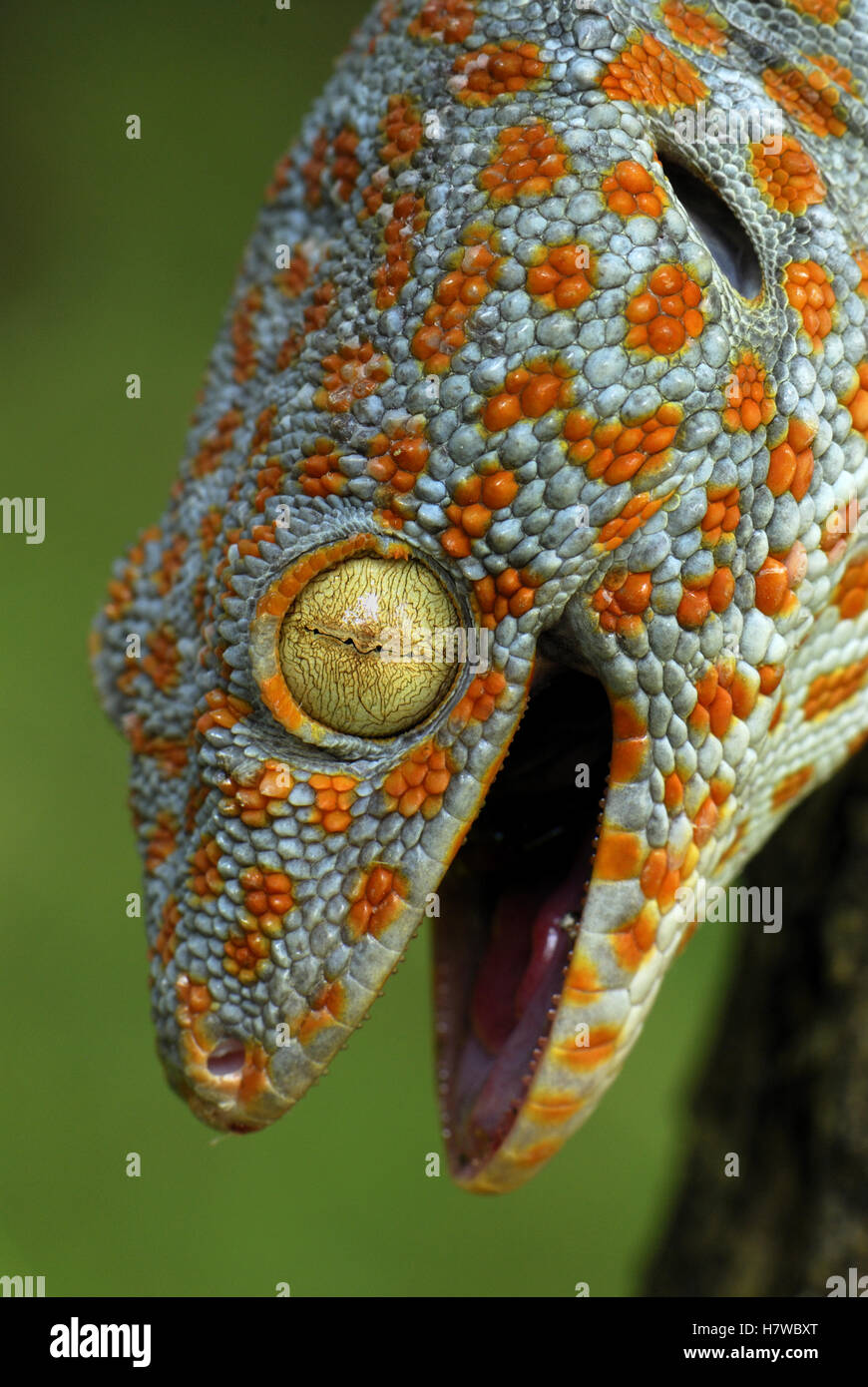 Tokay Gecko (Gekko gecko), in defensive posture, Thailand Stock Photo ...