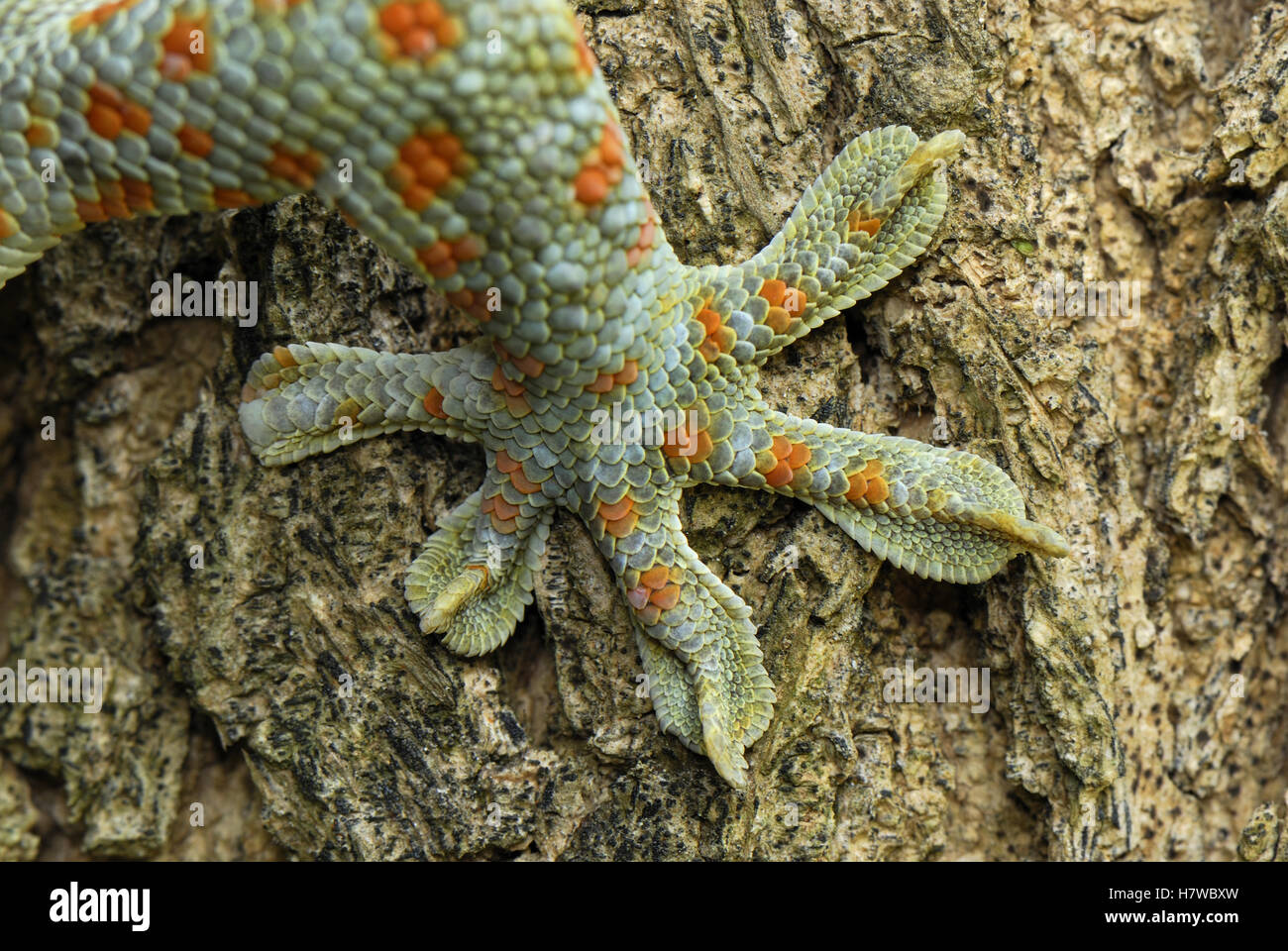 Tokay Gecko (Gekko gecko) foot, Thailand Stock Photo - Alamy
