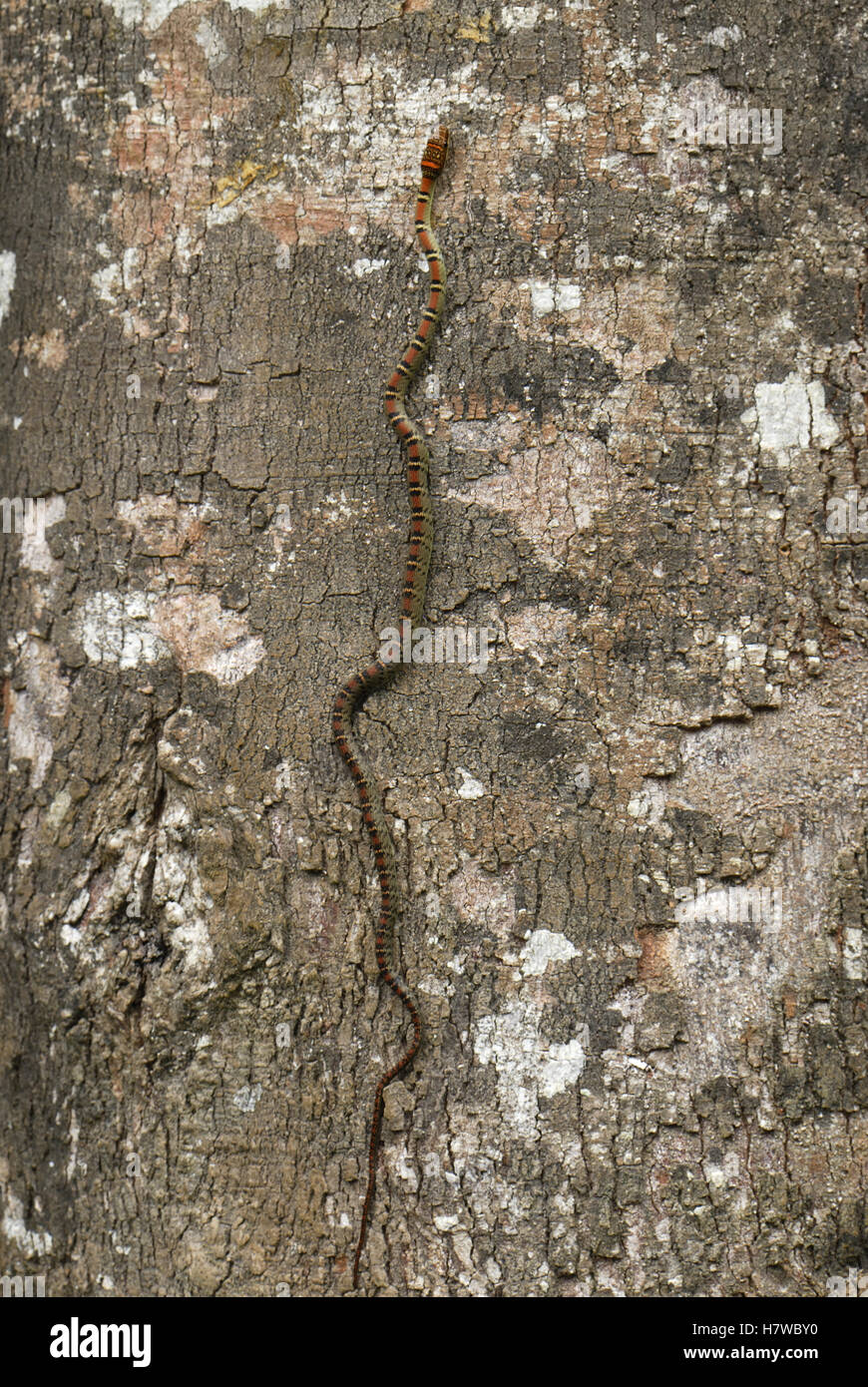 Twin-barred Tree Snake (Chrysopelea pelias) climbing up tree, Danum ...
