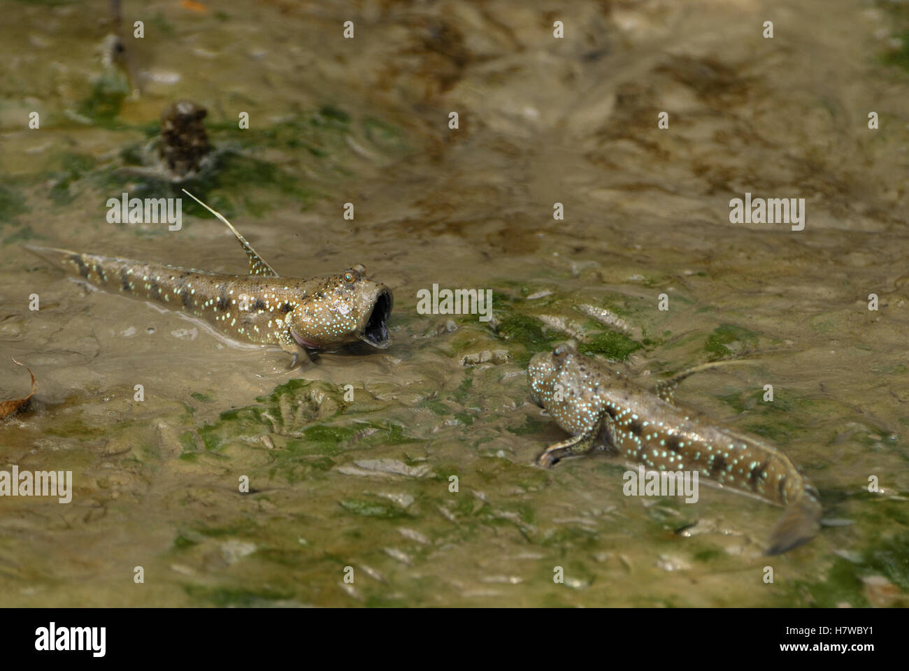 Mudskipper pair in territorial display, Sabah, Borneo, Malaysia Stock ...