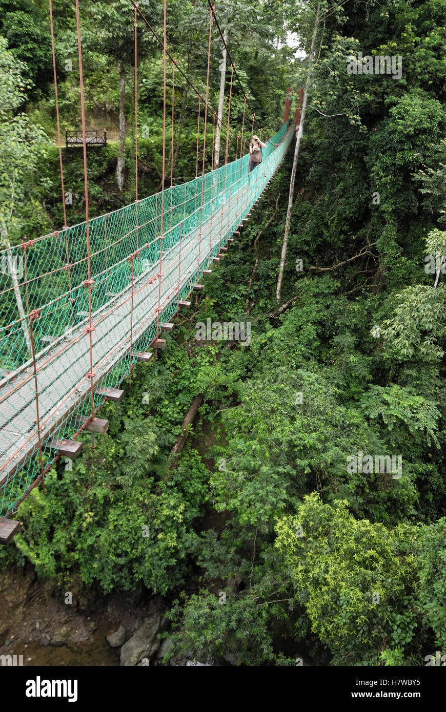 Tourist on suspension bridge in rainforest, Danum Valley Conservation ...