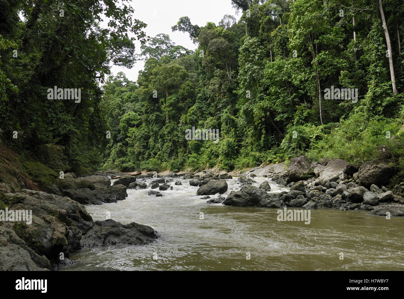 Segama River flowing through lowland rainforest, Danum Valley ...
