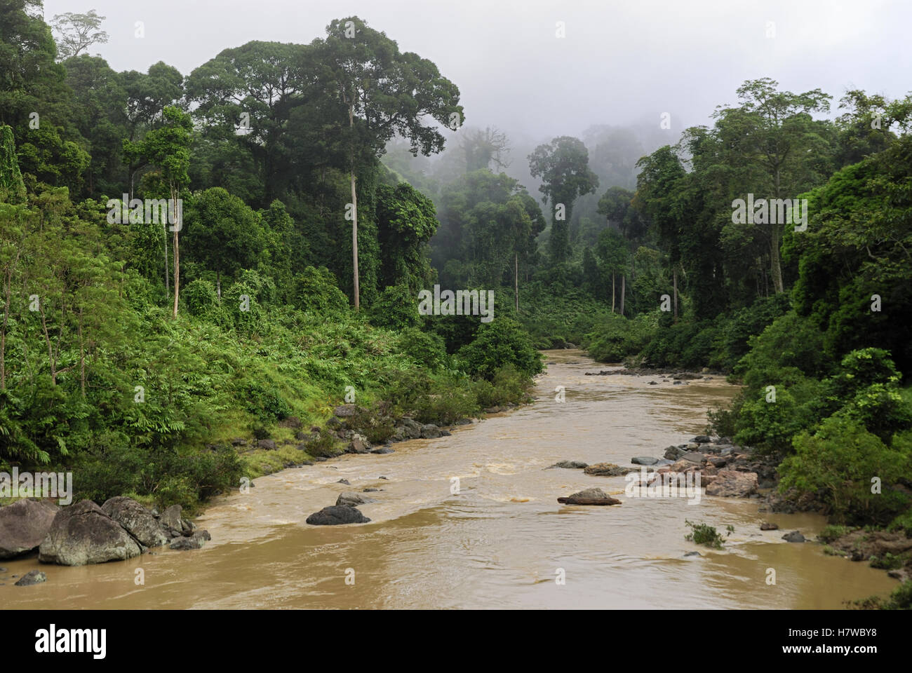 Segama River flowing through lowland rainforest, Danum Valley ...