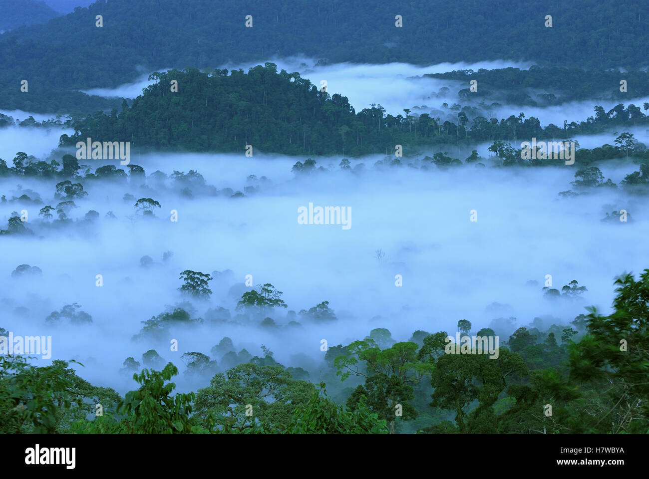 Canopy of lowland rainforest at dawn with fog, Danum Valley ...