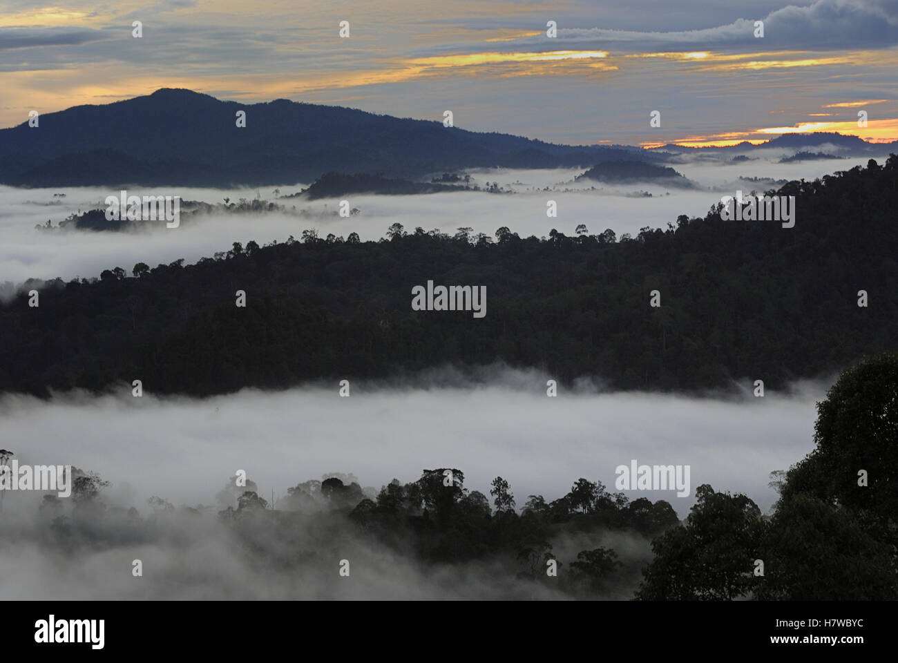 Canopy of lowland rainforest at dawn with fog, Danum Valley ...