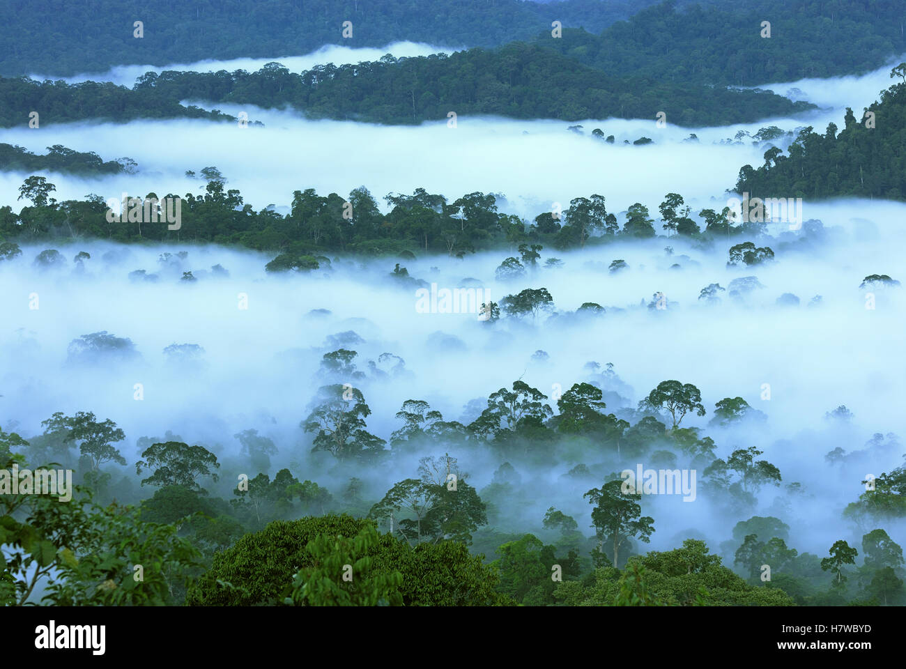 Canopy of lowland rainforest at dawn with fog, Danum Valley ...