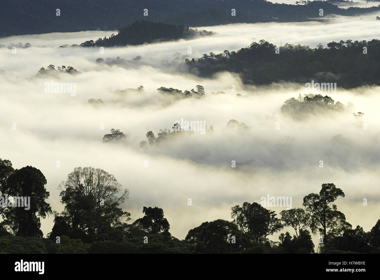 Canopy of lowland rainforest at dawn with fog, Danum Valley ...
