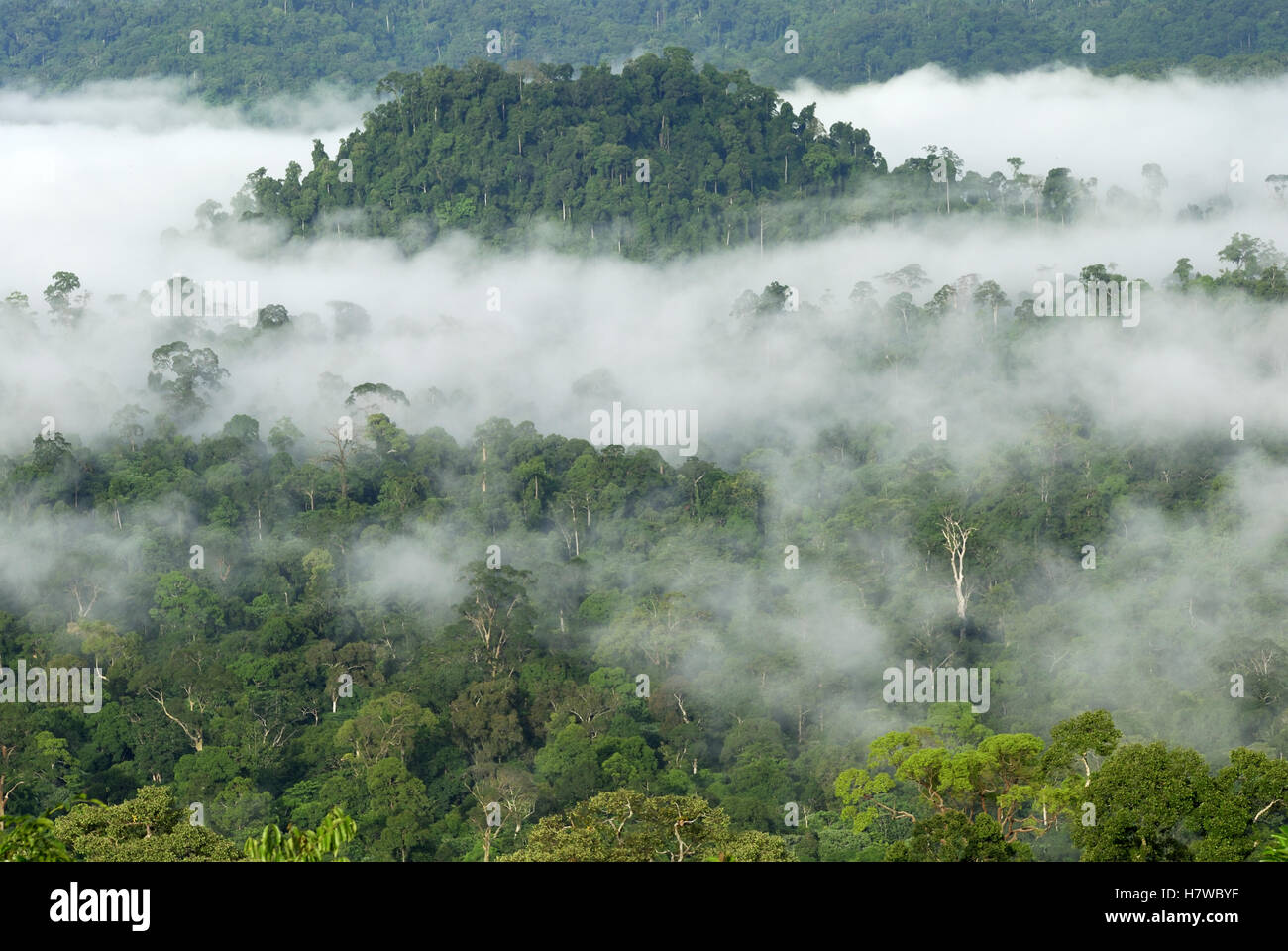 Canopy of lowland rainforest at dawn with fog, Danum Valley ...