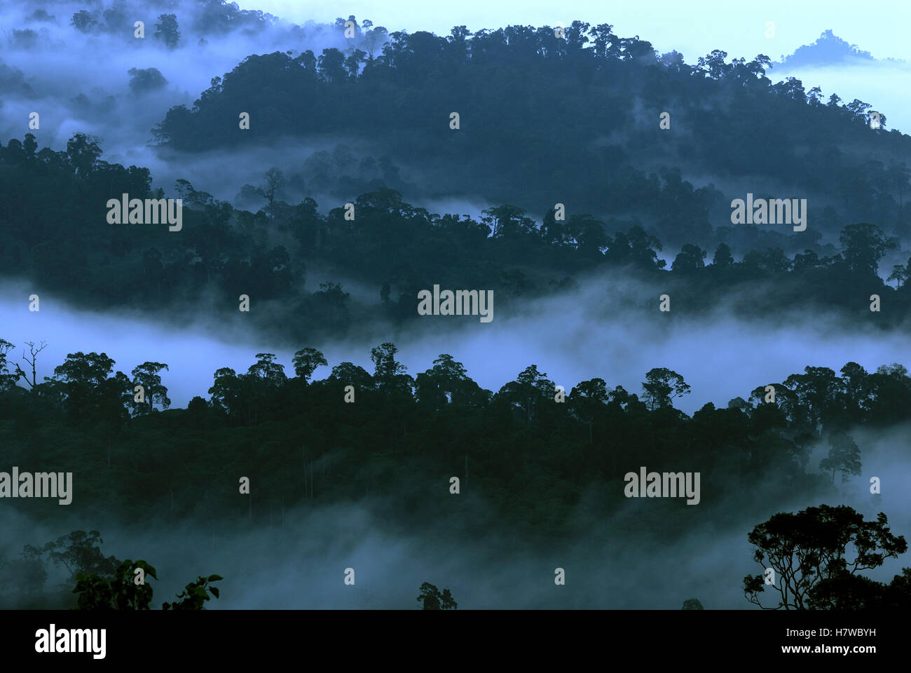 Canopy of lowland rainforest at dawn with fog, Danum Valley ...