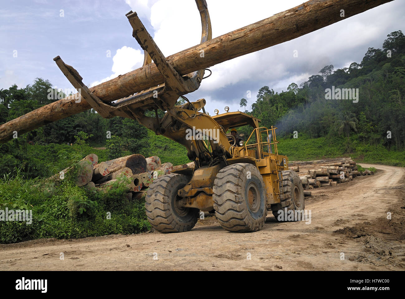 Timber transported at a logging area, Danum Valley Conservation Area ...