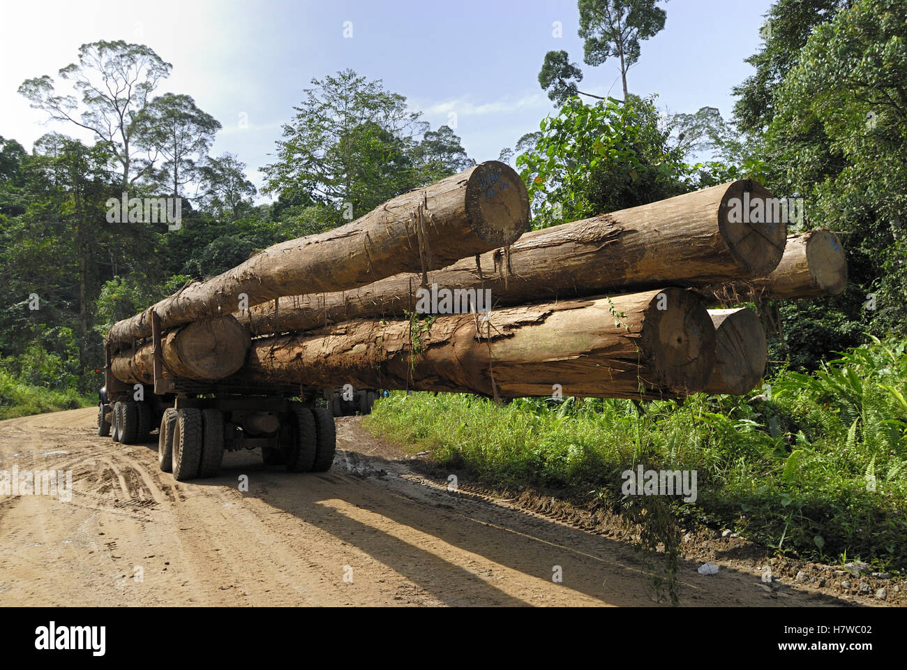 Truck with timber from a logging area, Danum Valley Conservation Area ...