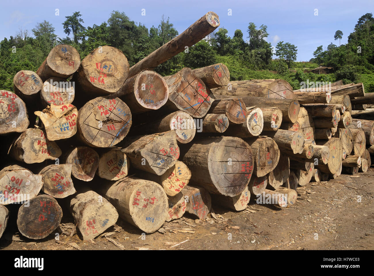 Timber at a logging area, Danum Valley Conservation Area, Borneo ...