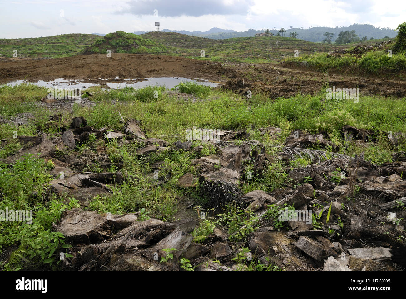 African Oil Palm (Elaeis guineensis) plantation in deforestated area ...