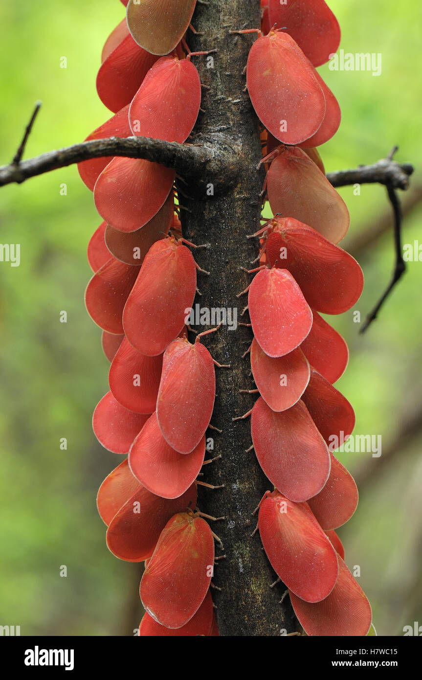 Flatid Leaf Bug (Phromnia rosea) group, Montagne des Francais Reserve ...
