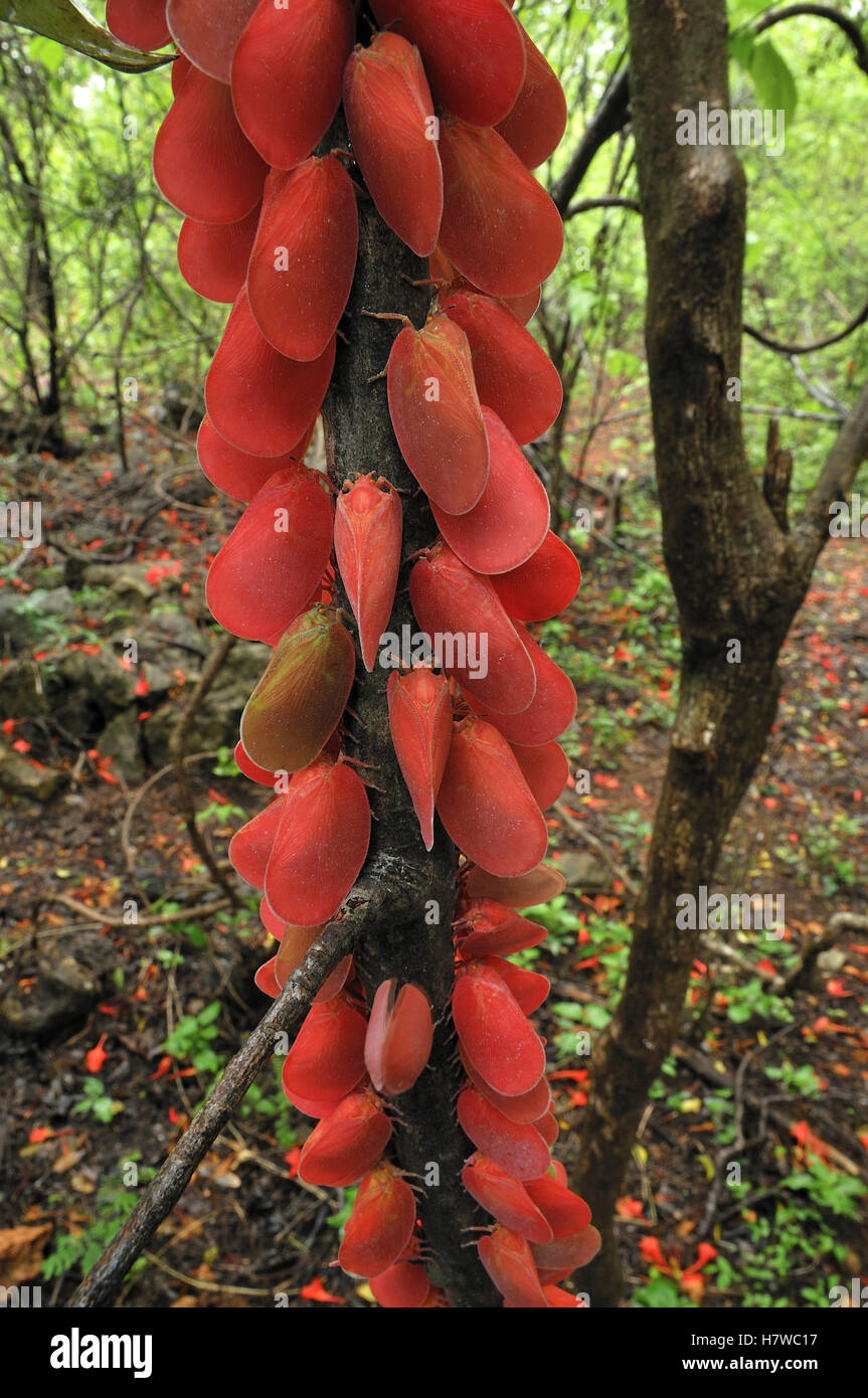 Flatid Leaf Bug (Phromnia rosea) group, Montagne des Francais Reserve ...
