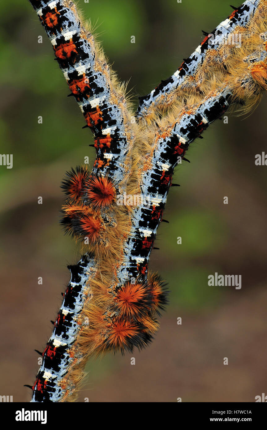 Tent Caterpillar Moth (Lasiocampidae) caterpillars, Montagne des ...