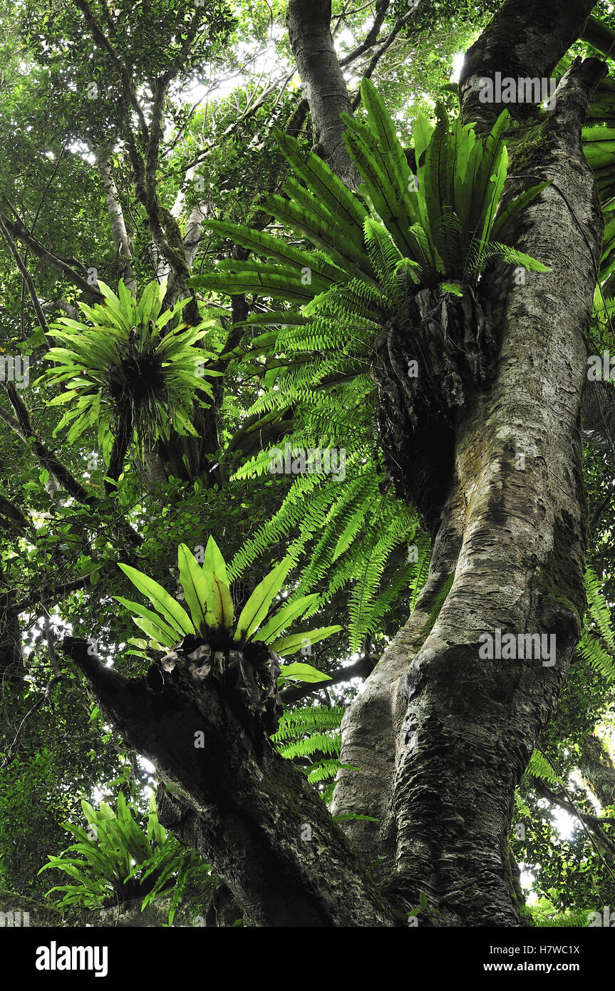 Bird's Nest Fern (Asplenium nidus) in rainforest, Montagne D'Ambre ...