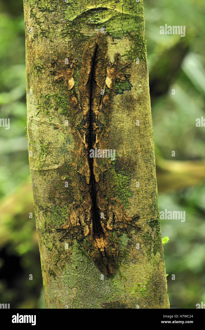 Leaf-tailed Gecko (Uroplatus sikorae) camouflaged on tree trunk ...