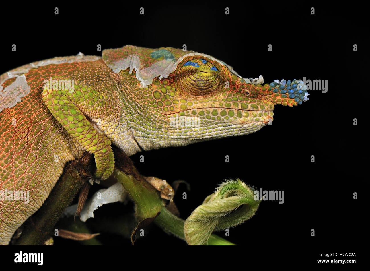 Blue-nosed Chameleon (Calumma boettgeri), Montagne D'Ambre National ...