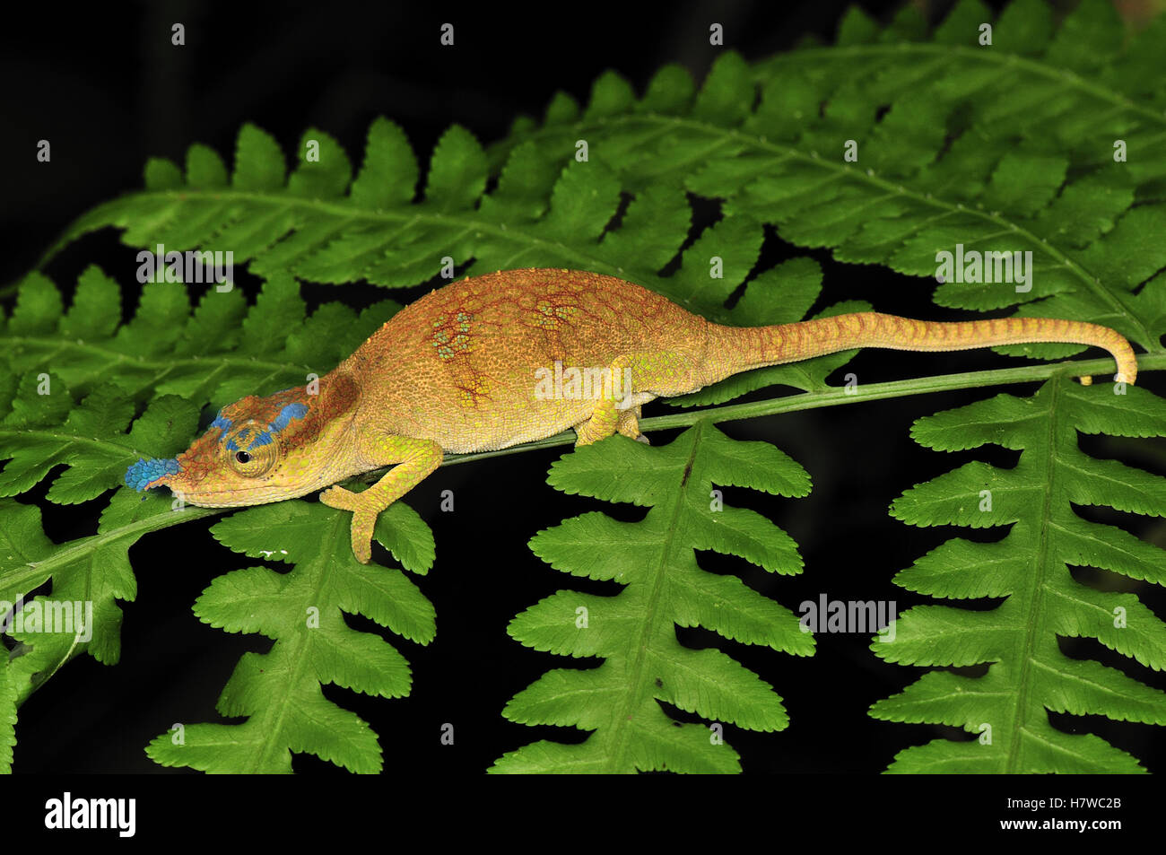 Blue-nosed Chameleon (Calumma boettgeri) on fern, Montagne D'Ambre National Park, Antsiranana ...