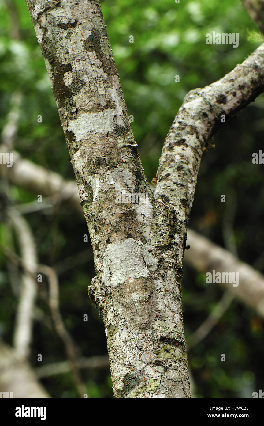 Leaf-tailed Gecko (Uroplatus sikorae) camouflaged on tree trunk ...