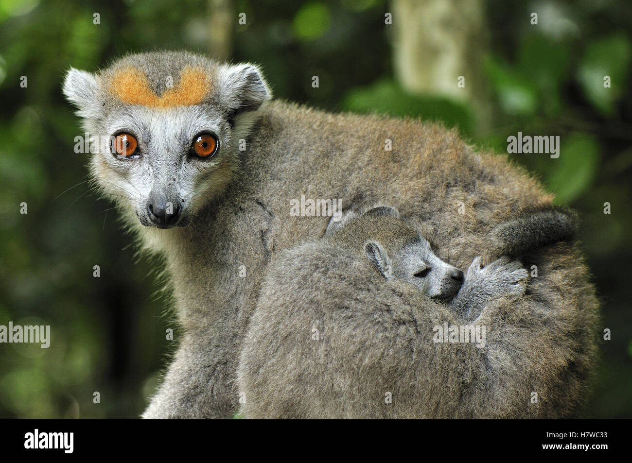 Crowned Lemur (Eulemur coronatus) female with sleeping baby, Ankarana ...