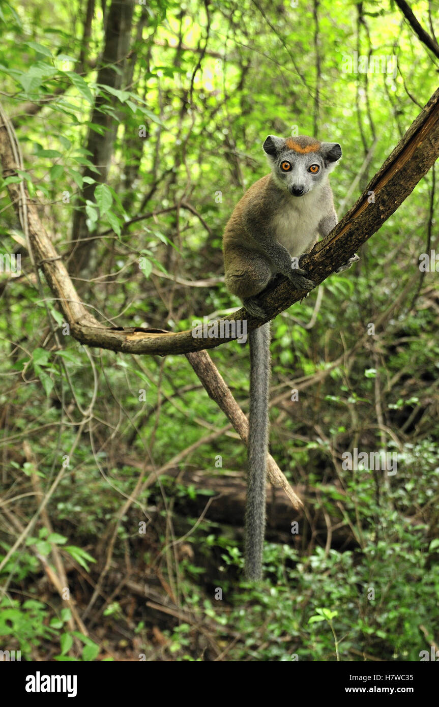 Crowned Lemur (Eulemur coronatus) female juvenile sitting on liana ...
