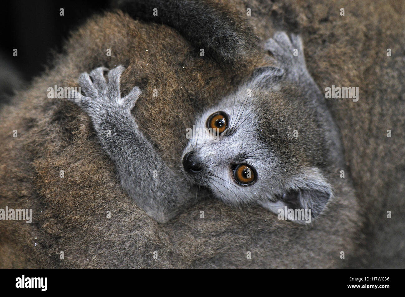 Crowned Lemur (Eulemur coronatus) baby, Ankarana Special Reserve ...