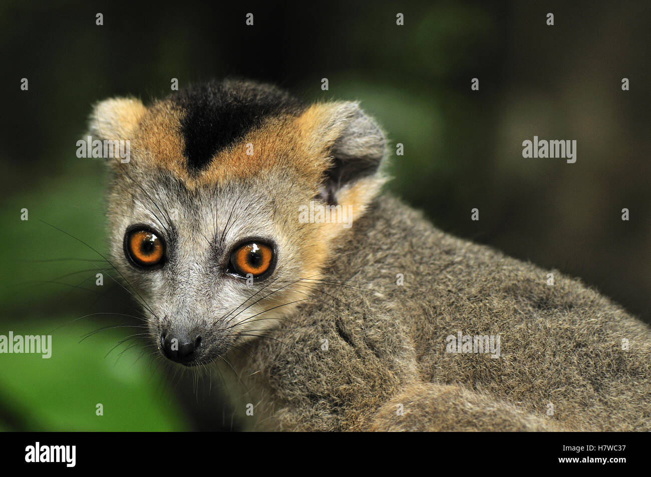 Crowned Lemur (Eulemur coronatus) male, Ankarana Special Reserve ...