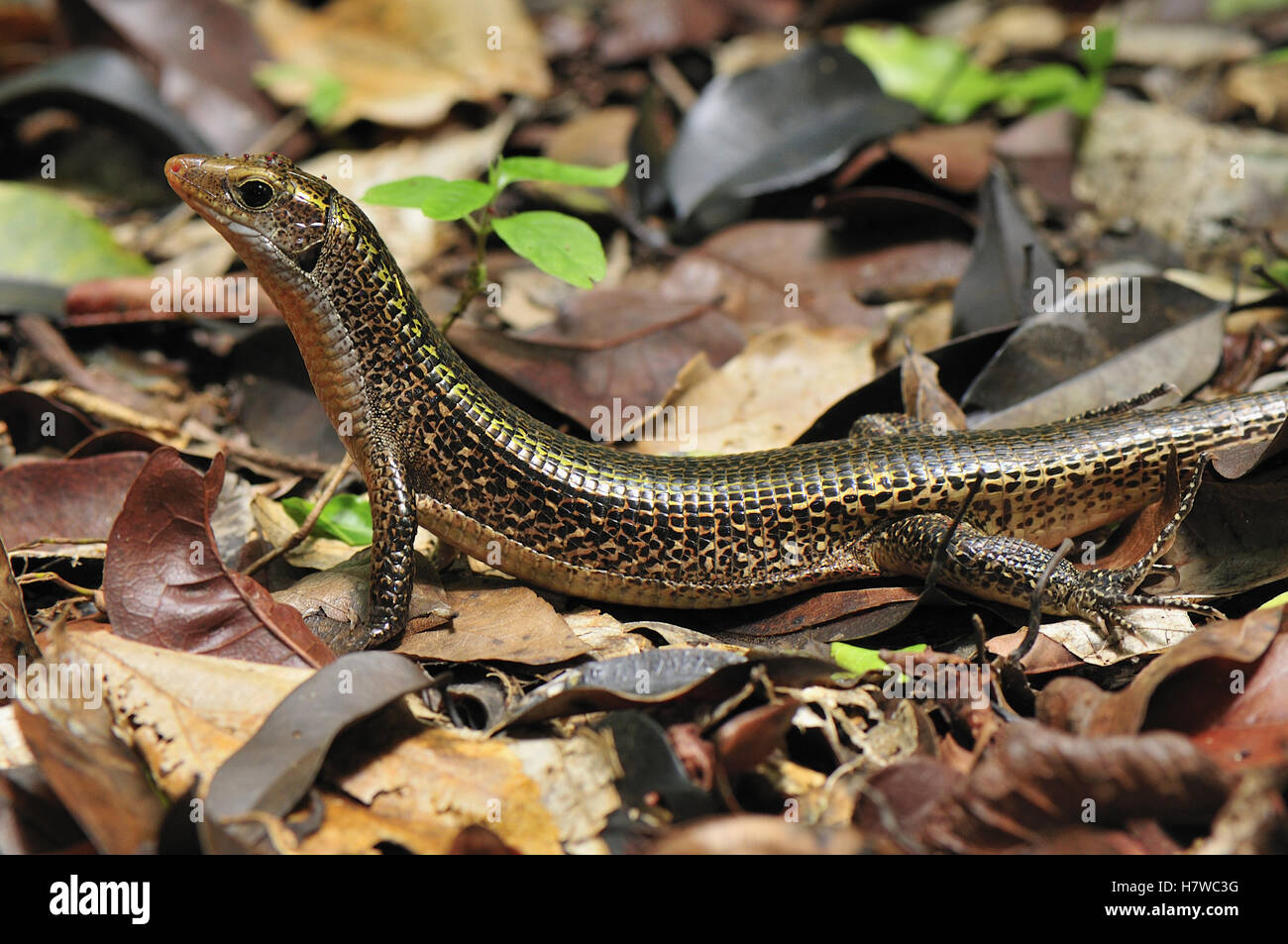 Lizard (Zonosaurus haraldmeieri) amid leaf litter, Ankarana Special ...