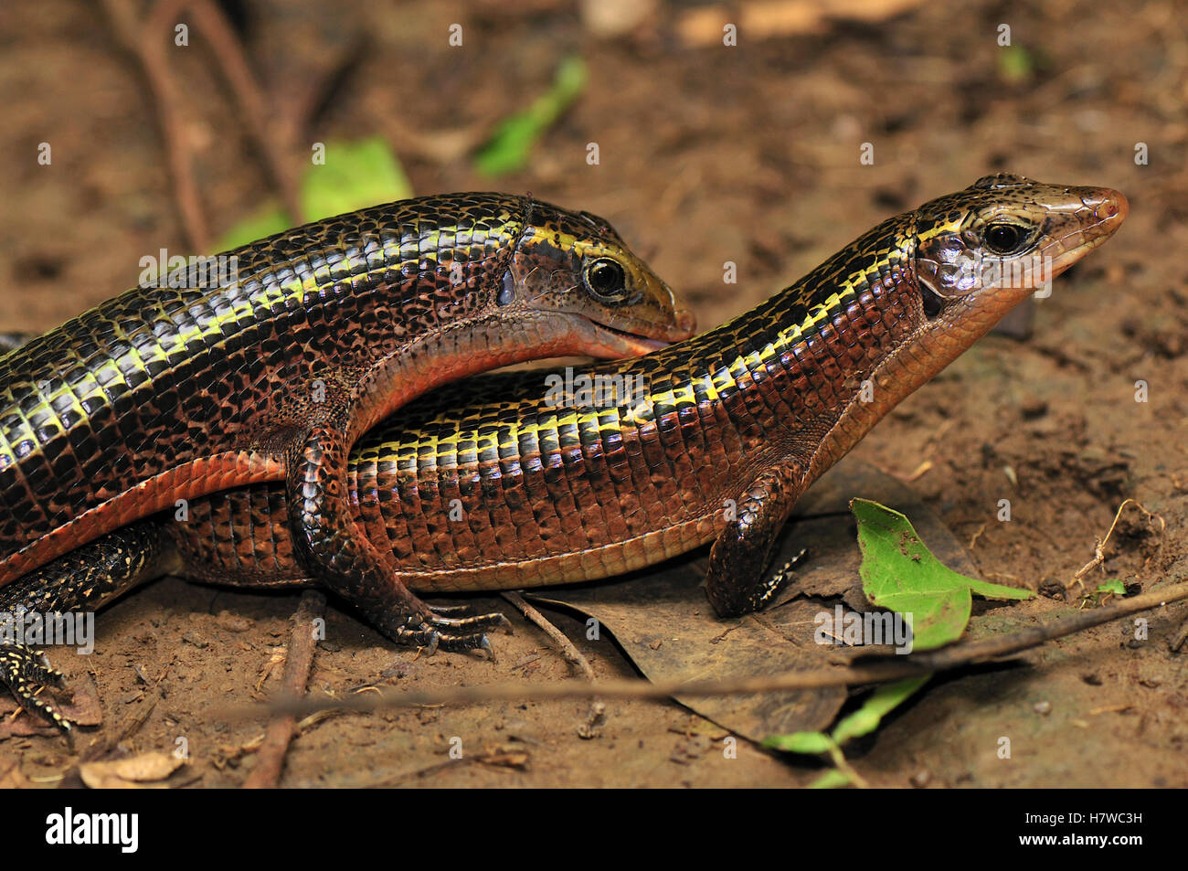 Lizard (Zonosaurus haraldmeieri) pair mating, Ankarana Special Reserve ...