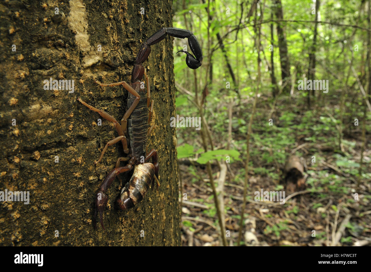 Scorpion with prey, Ankarana Special Reserve, Madagascar Stock Photo ...