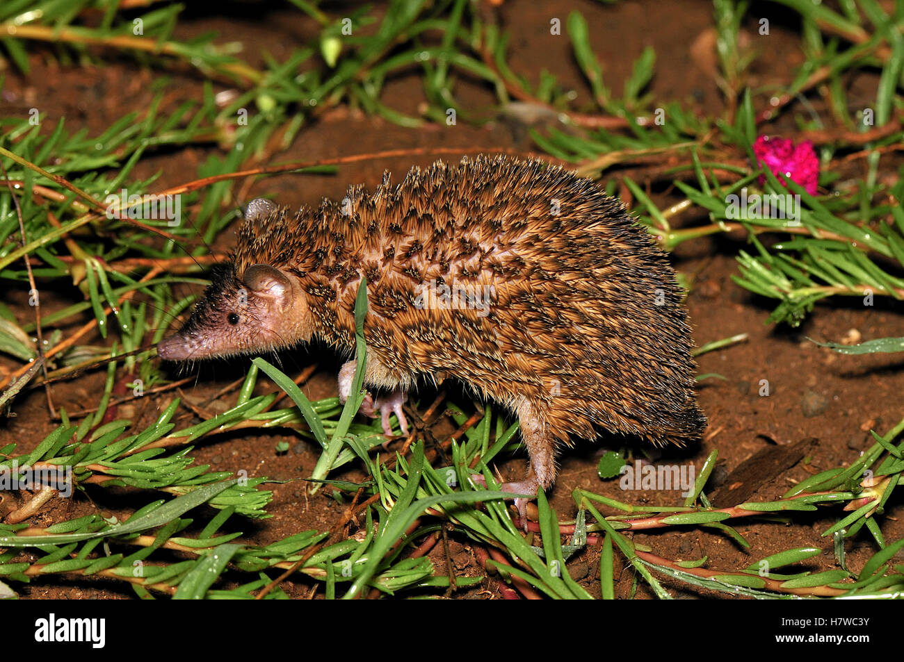 Greater Hedgehog Tenrec (Setifer setosus), Ankarana Special Reserve ...