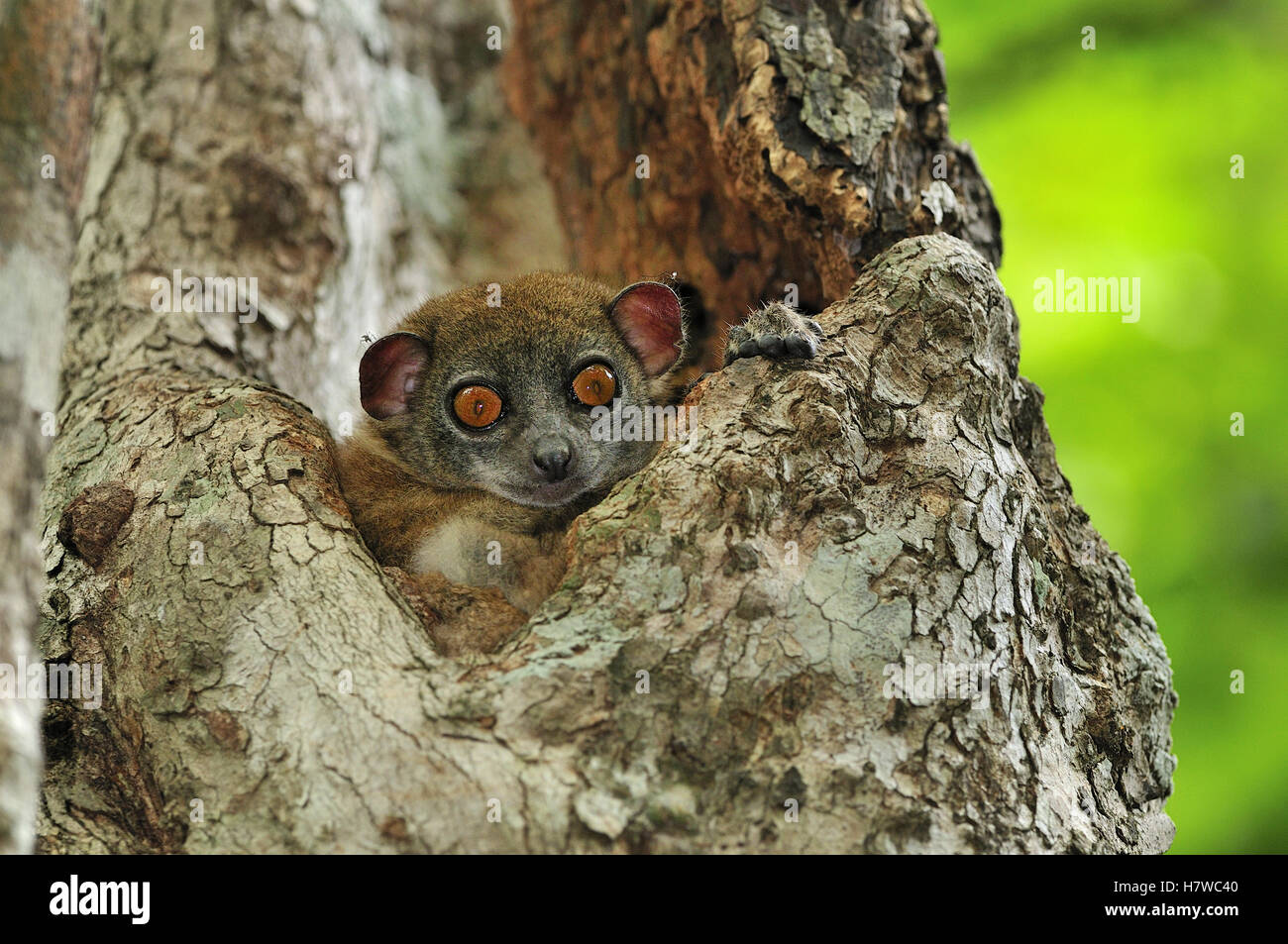 Ankarana Sportive Lemur (Lepilemur ankaranensis) peeking out of nest ...