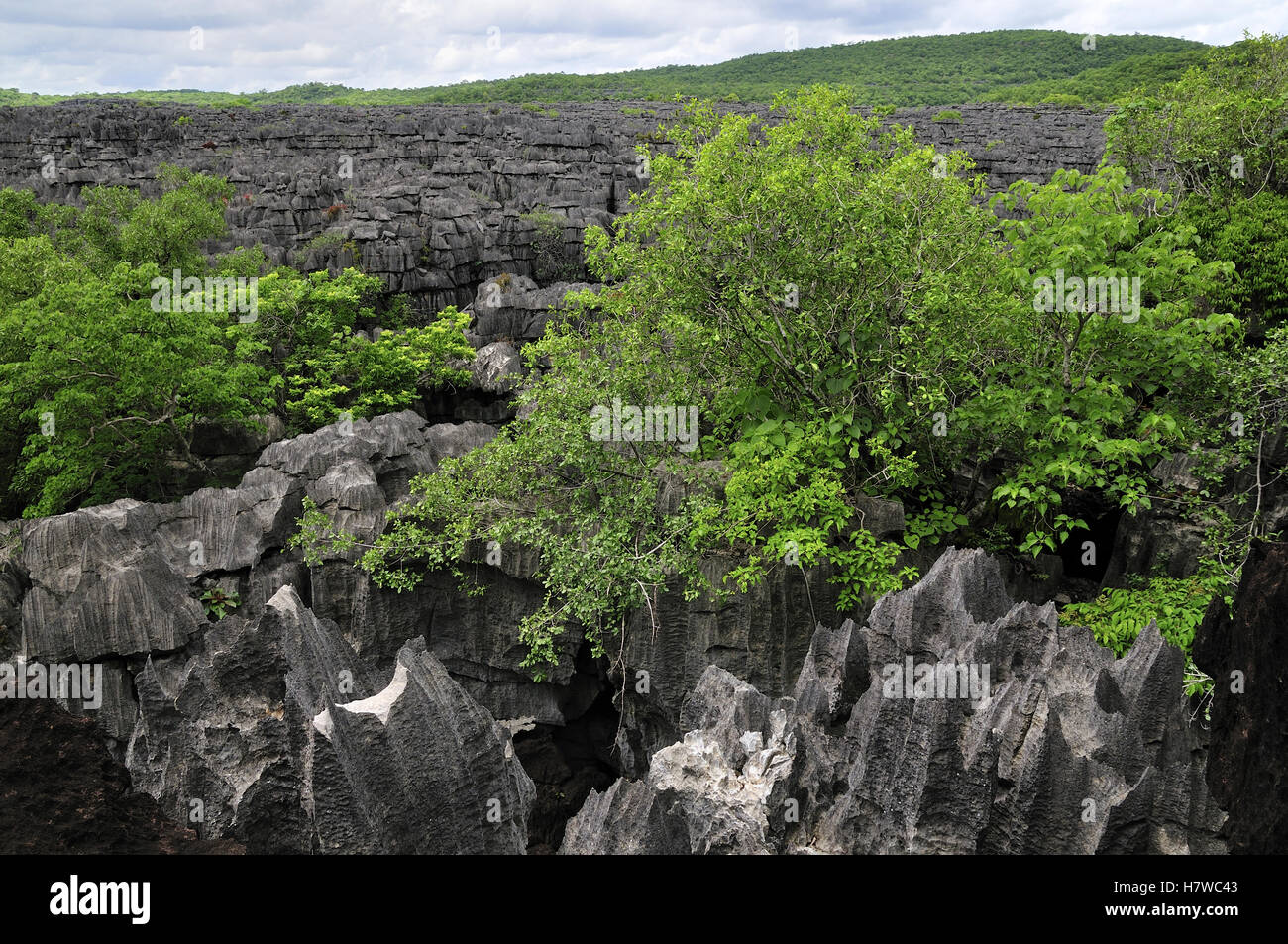 Tsingy landscape made of eroded limestone pinnacles, Ankarana Special ...